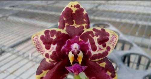 Орхидея фаленопсис Yaphon Black Rose "BKM 13"