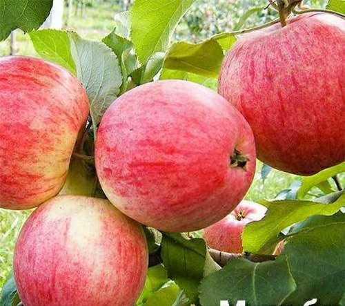 Саженцы яблок, груш, черешни, вишни и.т.п