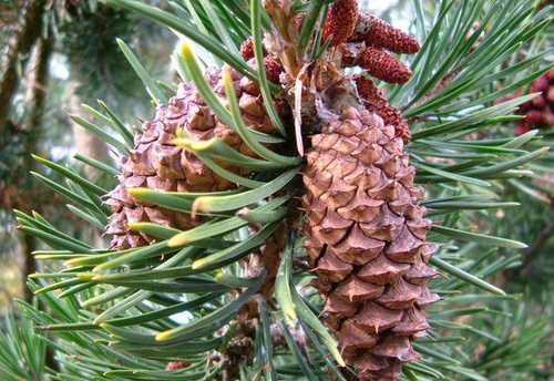 Сосна Муррея (Pinus murrayana)