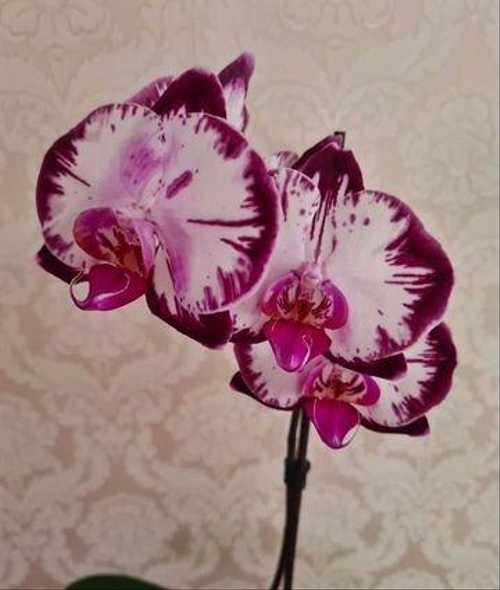 Орхидея фаленопсис Fullers Mask Smile
