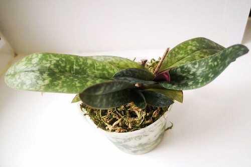Орхидея башмачек paphiopedilum niveum