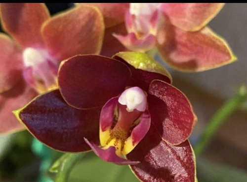 Орхидея фаленопсис феникс (sogo red star)