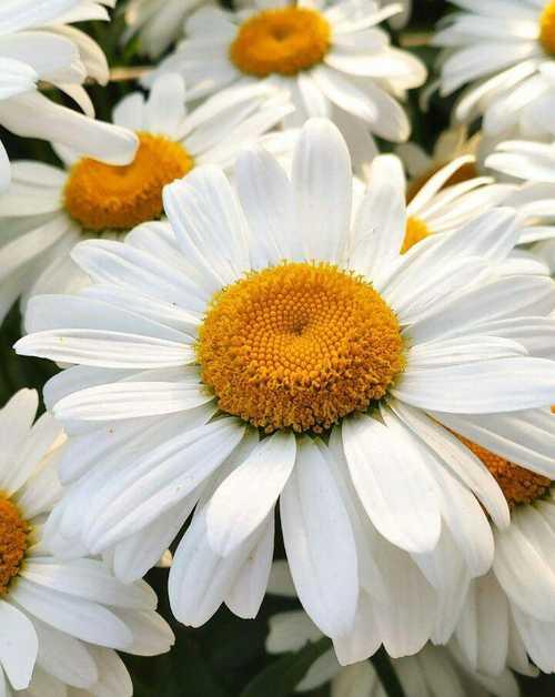 Ромашки растения