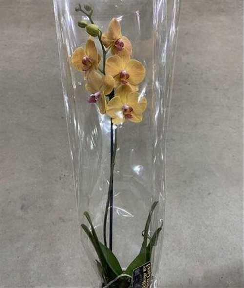 Орхидея Фаленопсис Кэррот Кейк. Доставка