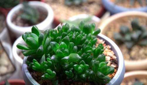 Хавортия ладьевидная обтуза Haworthia cymbiformis