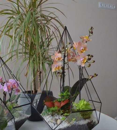 Флорариум Комета с орхидеей Фаленопсис Арома
