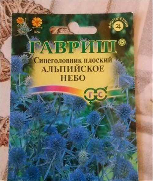 Синеголовник альпийское небо