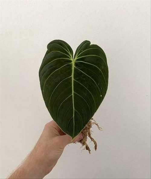 Филодендрон меланохризум philodendron melanochrysu