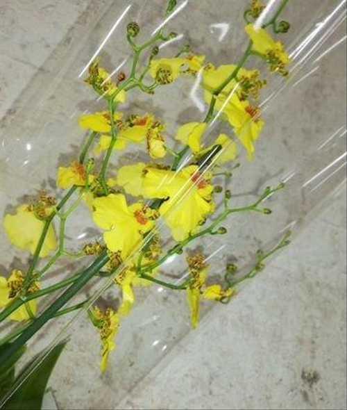 Орхидея Онцидиум