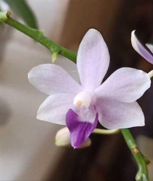 Орхидея фаленопсис P. Tzu Chiang Sapphire