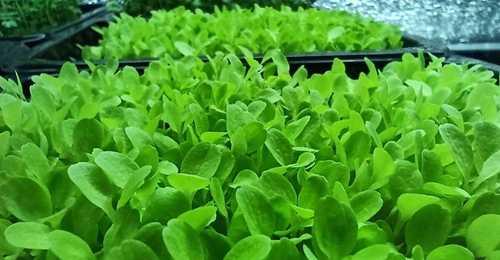 Наборы для выращивания микрозелени