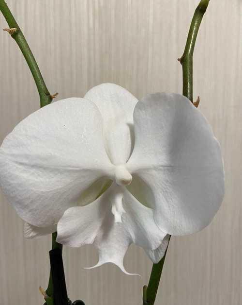 Орхидея сортовая, Bid Lip