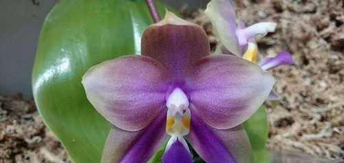 Орхидея Фаленопсис Mituo blue bear