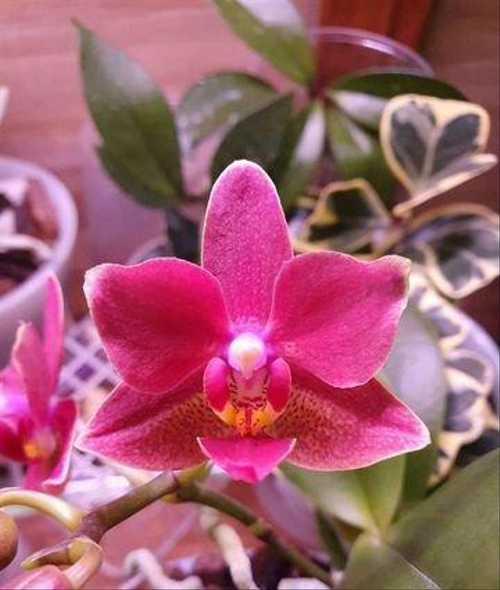 Орхидея фаленопсис mini