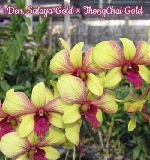 Орхидея взрослая Den. Salaya Gold x ThongChai Gold