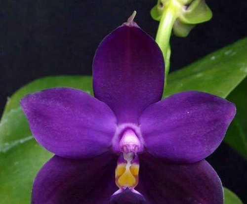 Орхидея Фаленопсис Виолацея Индиго