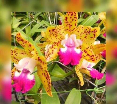 Орхидея фаленопсис/каттлея сортовая, азия