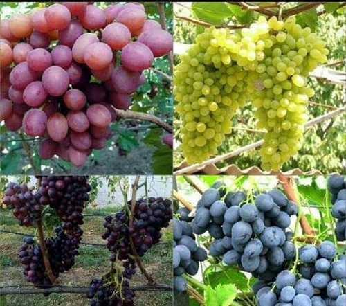 Черенки винограда разных сортов