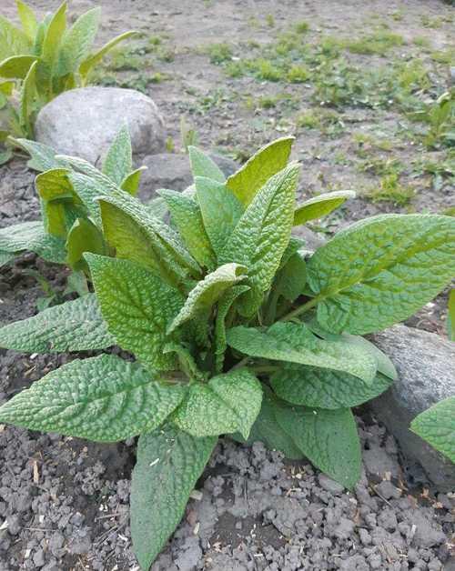 Окопник пестролистный, вербейник жёлтый, флокс бел