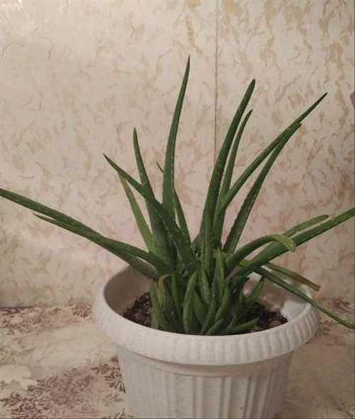 Растение Алоэ Вера Aloe Vera