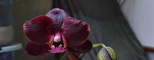 Phal. I-Hsin The Big Bang '959' орхидея фаленопсис