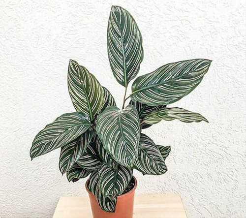 Калатея Орната Calathea ornata