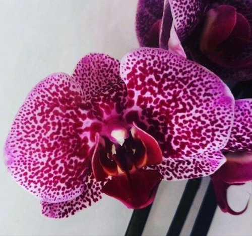 Орхидея фаленопсис Ягуар, отцветает