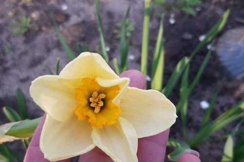 Нарциссы,тюльпаны цветущие