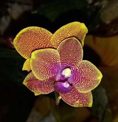 Орхидея Сого Лоуренс