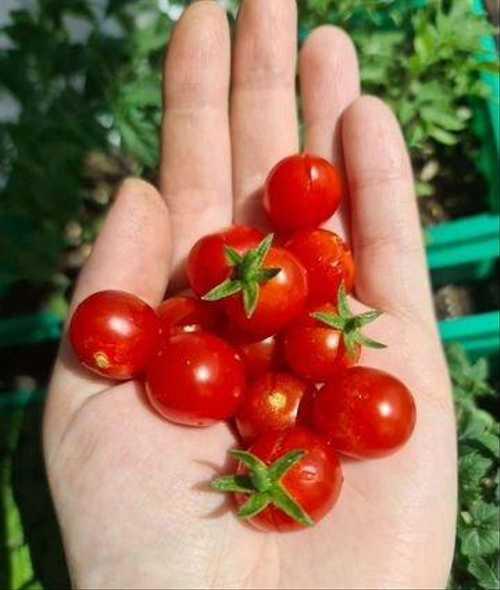 Рассада томатов и огурцов от агрофирмы Партнёр