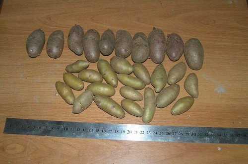 Картофель семенной пальчиковый, Амароза, Ratte