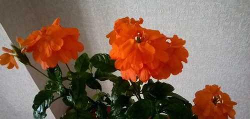 Кроссандра оранжевая