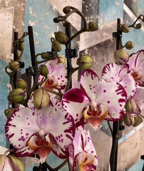 Орхидея Фаленопсис Bernadetta