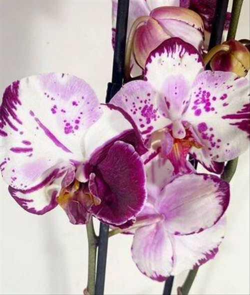 Орхидея фаленопсис мэджик арт