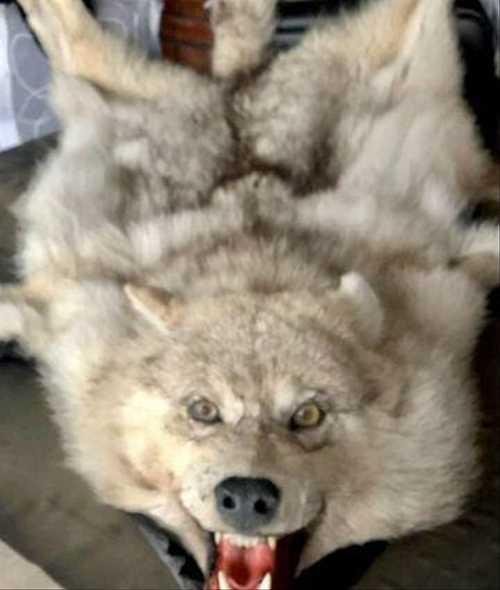 Чучело волка, 170 см (отличный подарок)