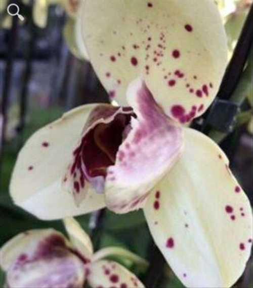 Орхидея мутант Альбуфера