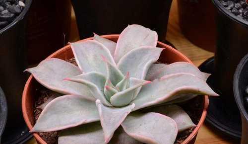 Echeveria Madiba (Эхеверия Мадиба) (SCT28276)