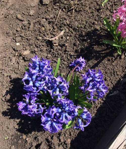 Саженцы многолетних цветов