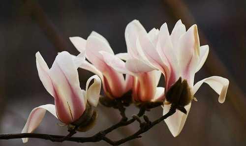 Магнолия Бионди (Magnolia biondii)