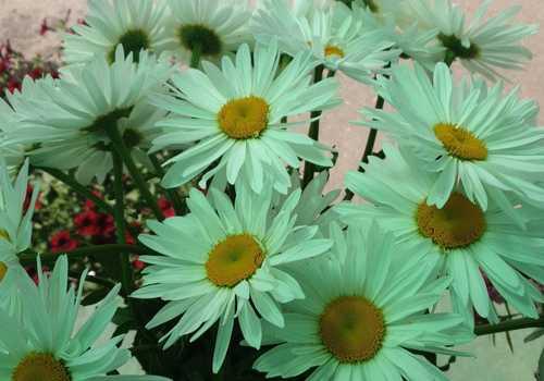 Крупная Ромашка