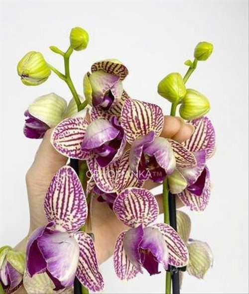 Орхидея фаленопсис Пелор «аркадия»