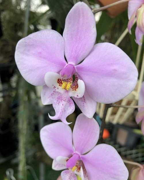 Орхидея фаленопсис Phal. schilleriana sib (1.7)