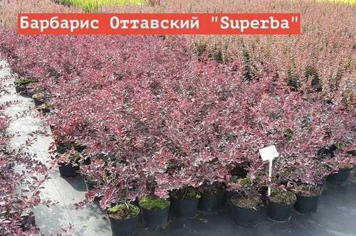 Барбарис Оттавский Superba /С12 30-40