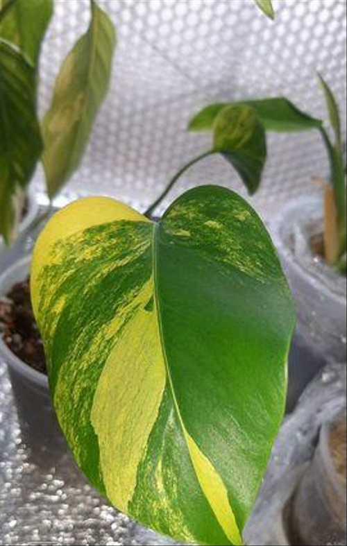 Монстера Yellow variegated