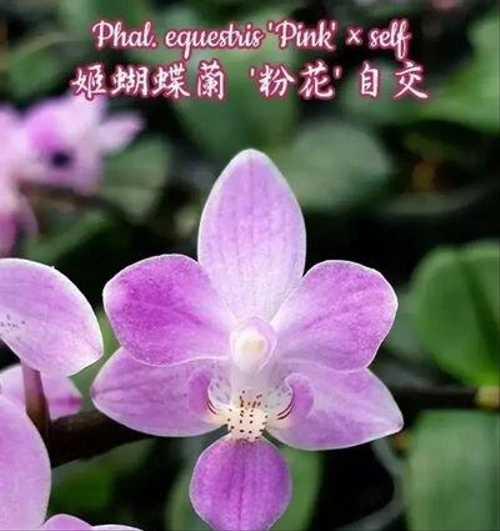 Орхидея фаленопсис Phal equestris 'Pink' x self
