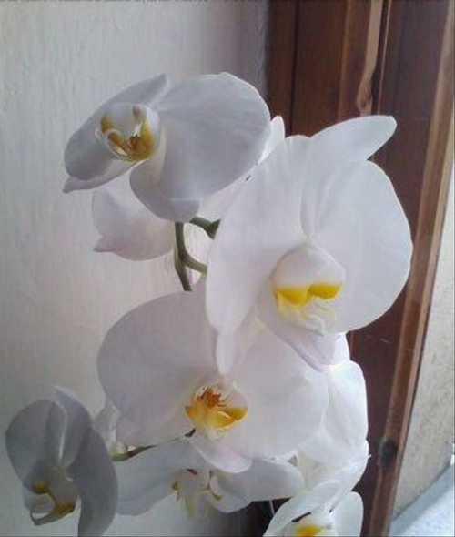 Комнатные цветы орхидеи и кактус ампельный