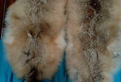 Горжетка из лисы