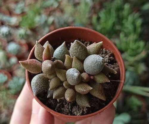 Адромискус (Adromischus Marianiae 'Aubergine')