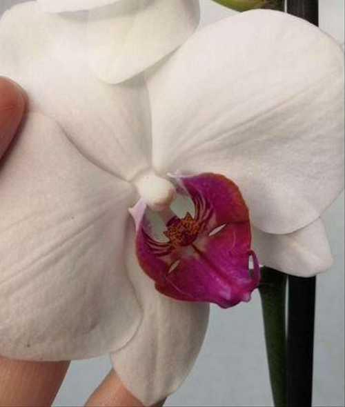 Орхидея фаленопсис Red Yey