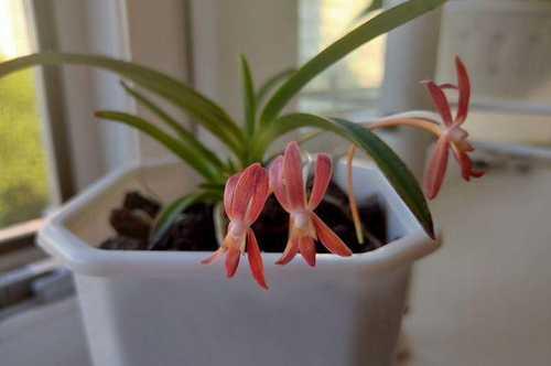 Орхидея Neofinetia falcata Benikaede